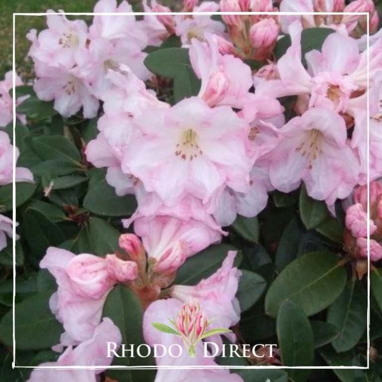 RhodoDirect: Buy Rhododendrons Online in New Zealand
