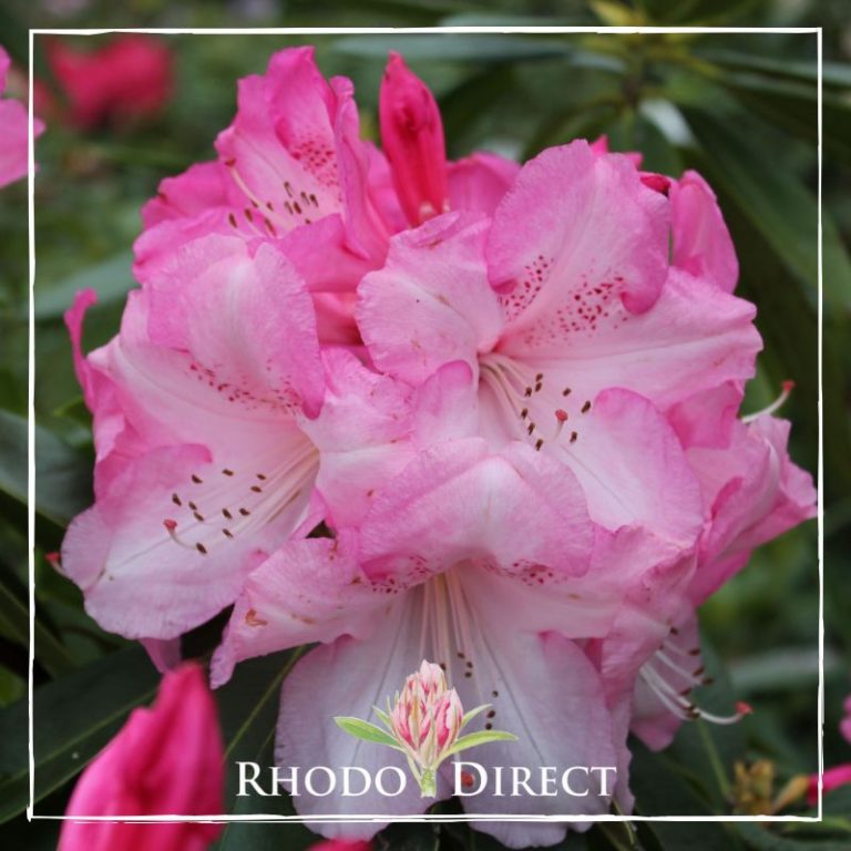 Rhododendron Candy Ice