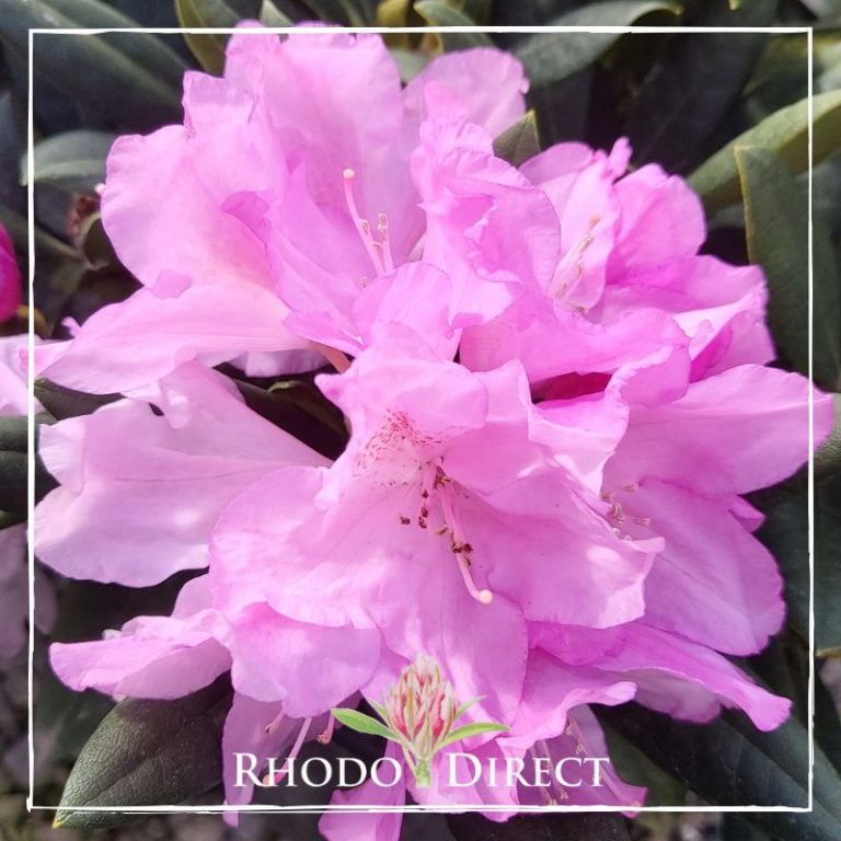 Rhododendron Pink Delight - RhodoDirect: Buy Rhododendrons Online in ...