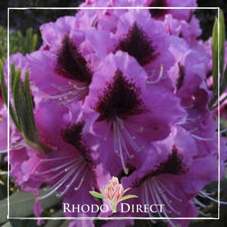 Rhododendron Pink Delight - RhodoDirect: Buy Rhododendrons Online in ...