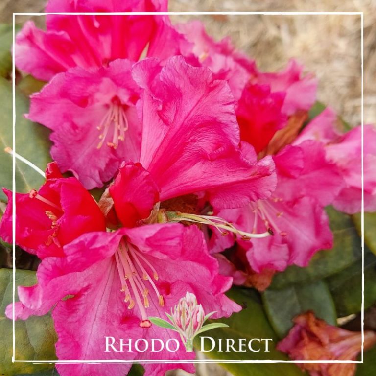 Rhododendron College Pink