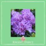 Rhododendron Pink Delight - RhodoDirect: Buy Rhododendrons Online in ...