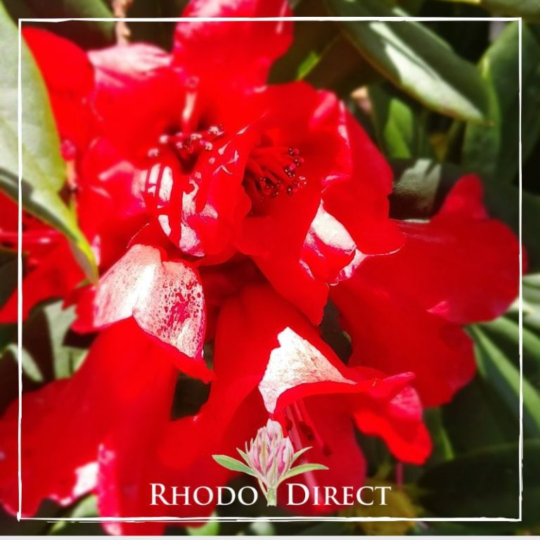 Rhododendron Fireman Jeff - RhodoDirect: Buy Rhododendrons Online in ...
