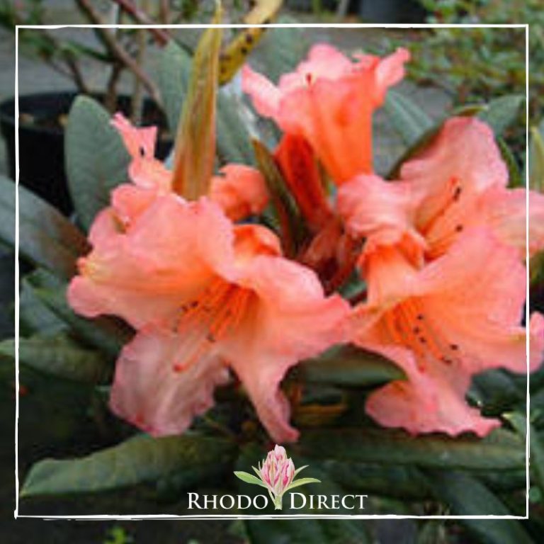 Rhododendron Goldsworth Orange - RhodoDirect: Buy Rhododendrons Online ...