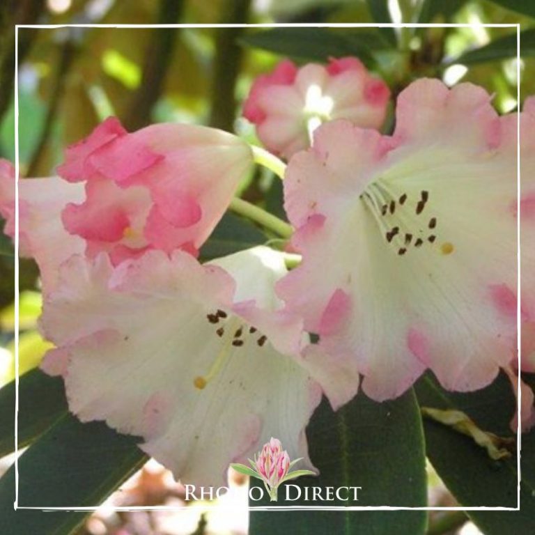 Rhododendron Pink Delight - RhodoDirect: Buy Rhododendrons Online in ...