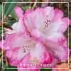 Rhododendron Pink Delight - RhodoDirect: Buy Rhododendrons Online in ...