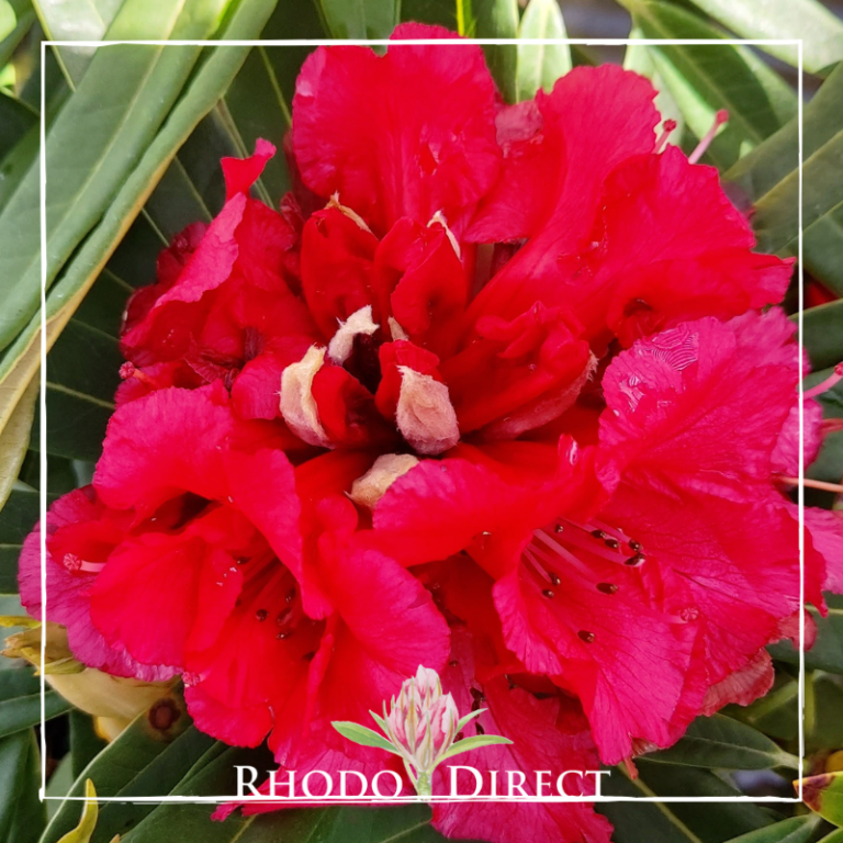 Rhododendron Kaponga - RhodoDirect: Buy Rhododendrons Online in New Zealand