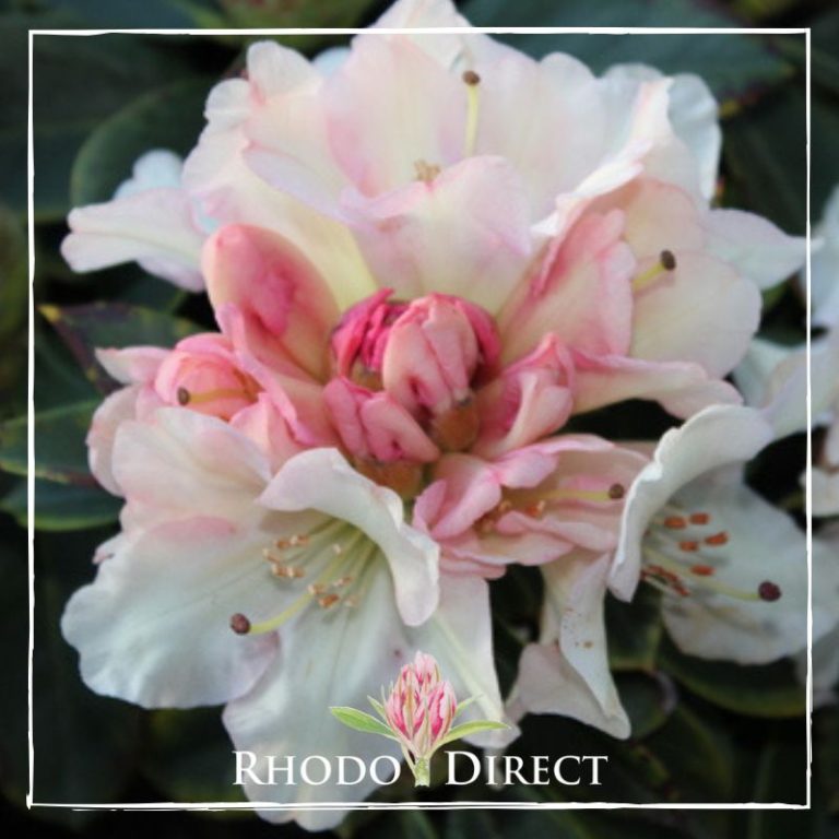 Rhododendron Pink Delight - RhodoDirect: Buy Rhododendrons Online in ...