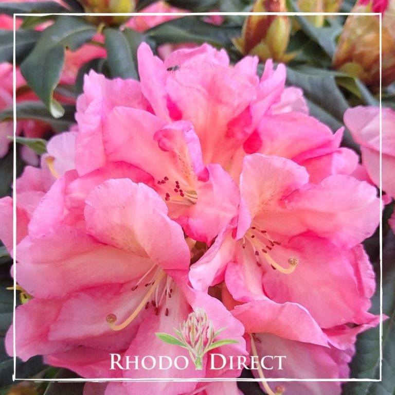 Rhododendron King Zepplin - RhodoDirect: Buy Rhododendrons Online in ...