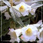 Rhododendron Tom Everitt - RhodoDirect: Buy Rhododendrons Online in New ...
