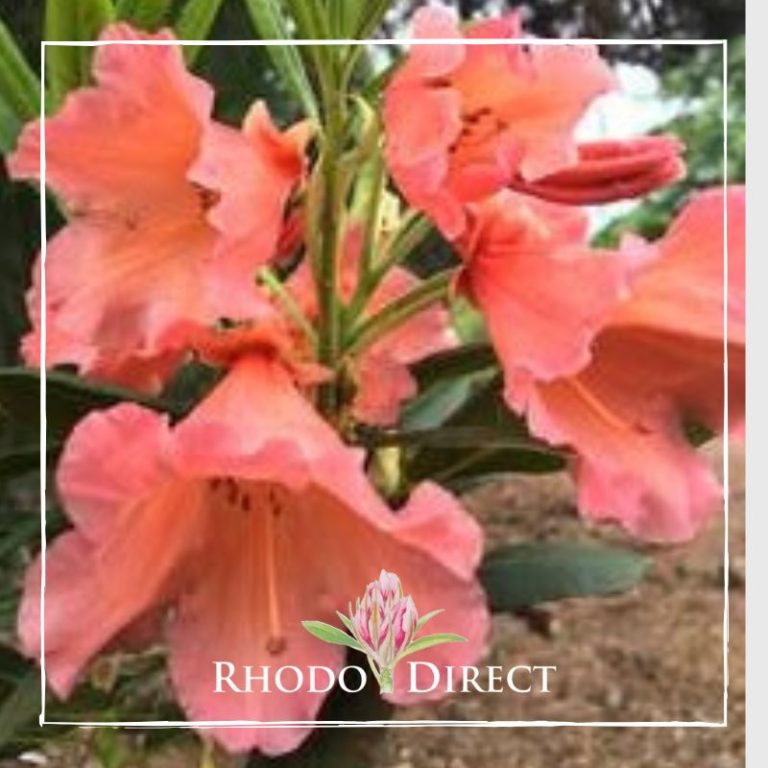 Rhododendron Old Copper - RhodoDirect: Buy Rhododendrons Online in New ...