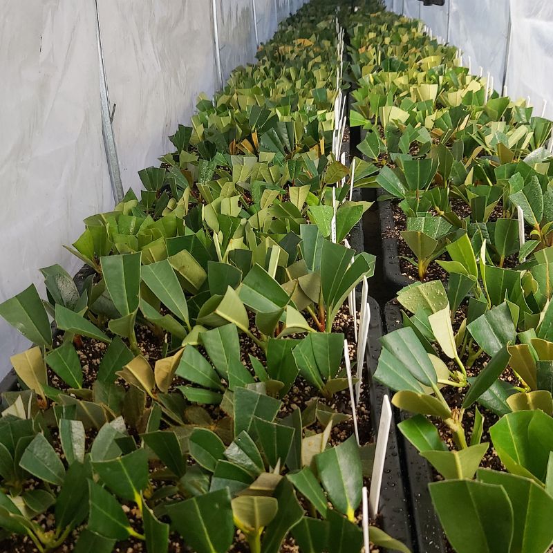 Rooting for Success: Our Rhododendron Propagation Adventure - RhodoDirect: Buy Rhododendrons ...
