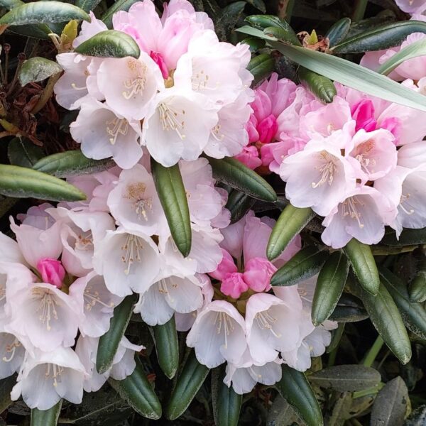 Why Yakushimanum Hybrids? - RhodoDirect: Buy Rhododendrons Online in ...