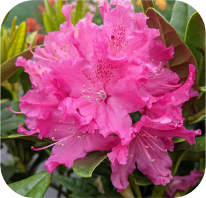 RhodoDirect: Buy Rhododendrons Online in New Zealand