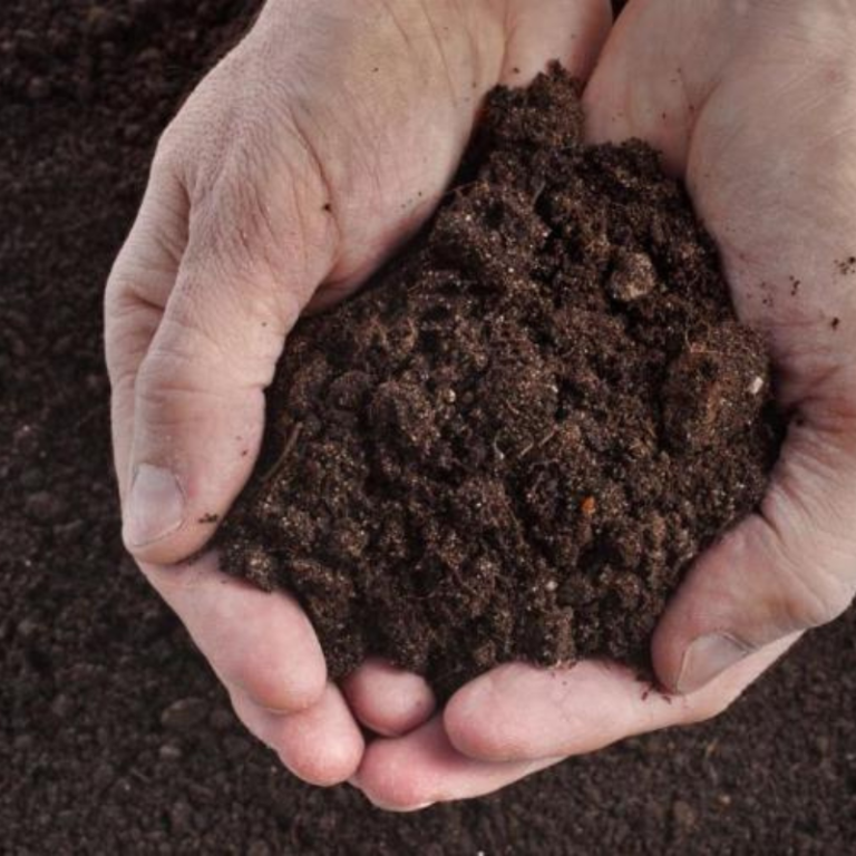 RhodoDirect: Buy Rhododendrons Online in New Zealand