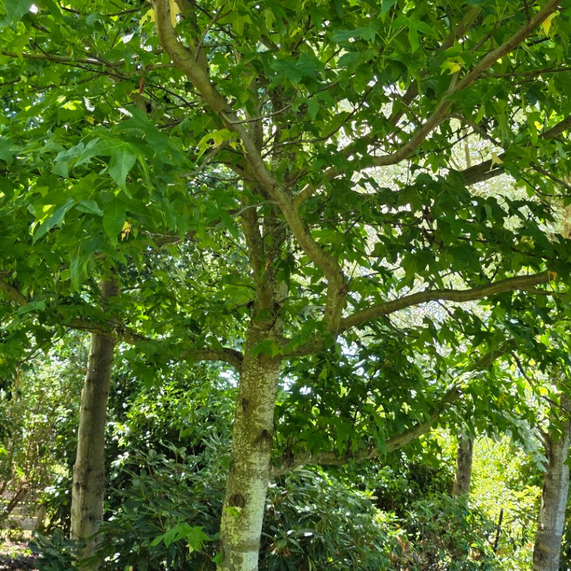 Summer Pruning: The Secret to More Rhododendron Flowers - RhodoDirect ...