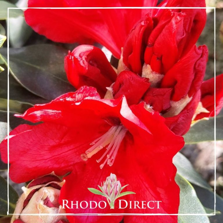 Rhododendron Yak Queen - RhodoDirect: Buy Rhododendrons Online in New ...