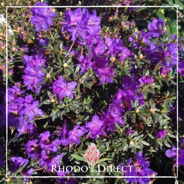 Rhododendron Glenfalloch Blue - RhodoDirect: Buy Rhododendrons Online ...