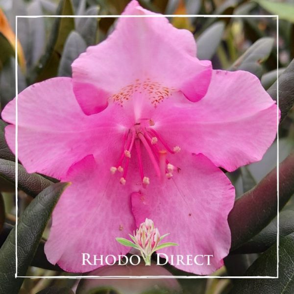 Rhododendron Kalinka - RhodoDirect: Buy Rhododendrons Online in New Zealand