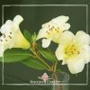 RhodoDirect: Buy Rhododendrons Online in New Zealand