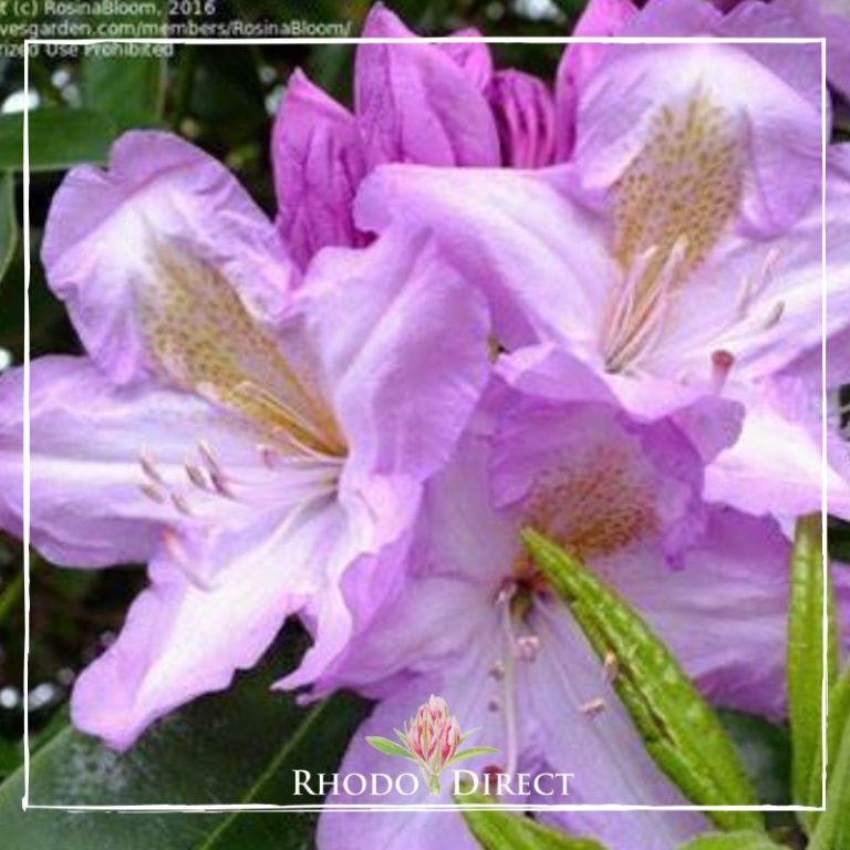 RhodoDirect: Buy Rhododendrons Online in New Zealand